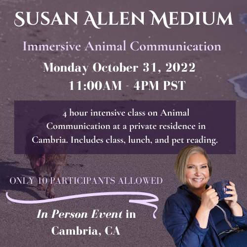 Immersive Animal Communication | Susan Allen Medium